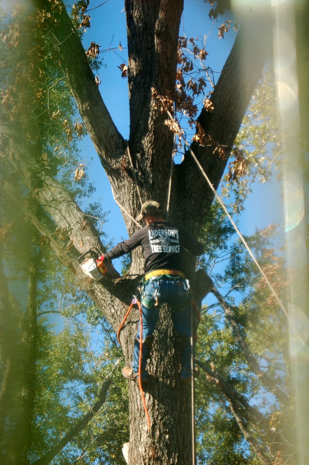 Anderson Tree Service in Mineola, TX 75773 - 903-521...